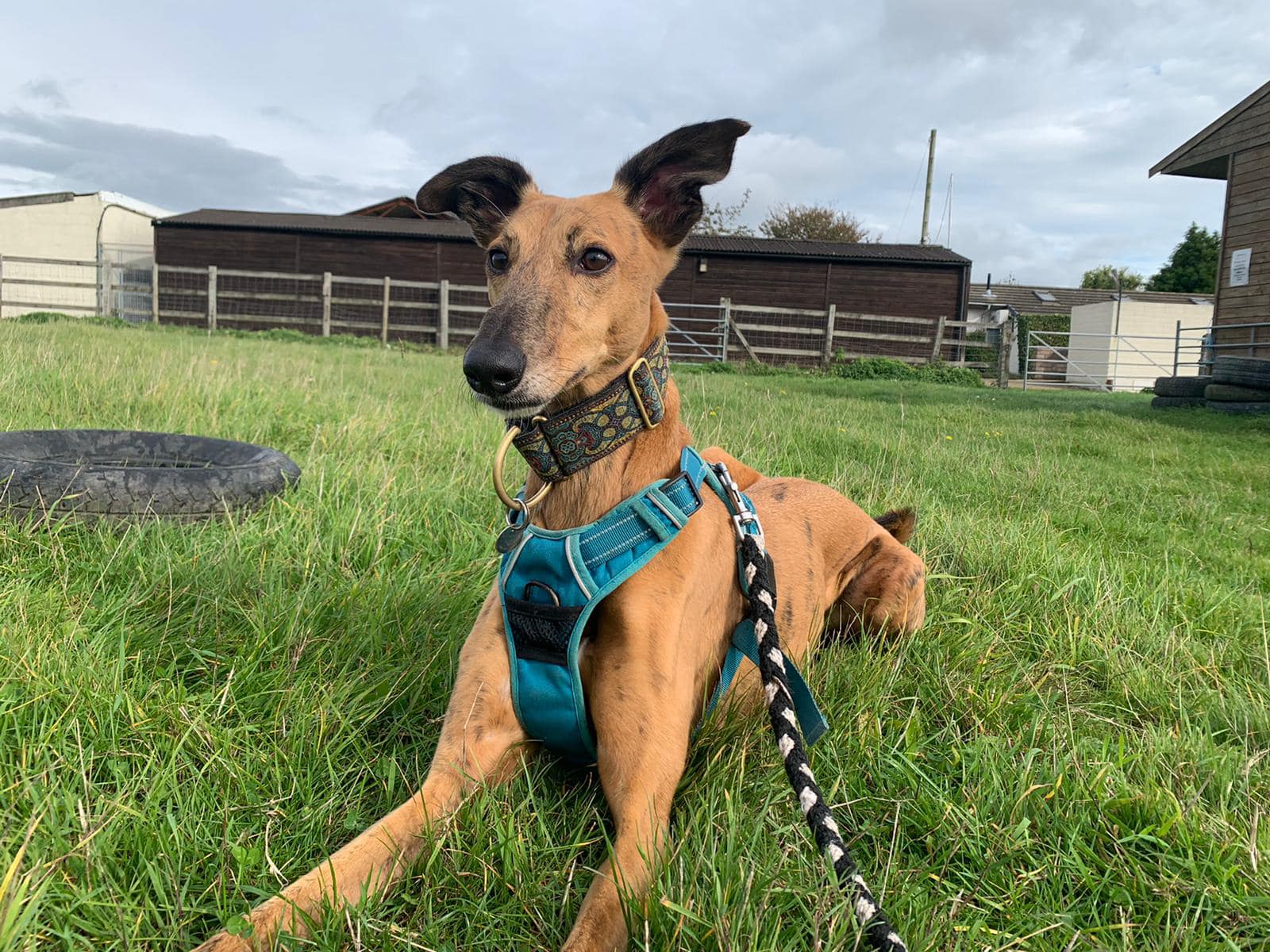 Campaigns - RSPCA Solent Branch - The Stubbington Ark