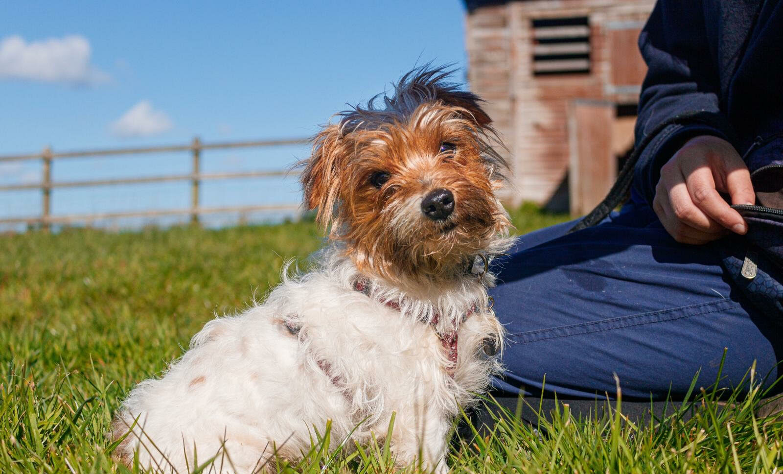 Adopting from The Ark - RSPCA Solent Branch CIO - The Stubbington Ark