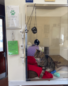 The Traffic Light System - RSPCA Solent Branch CIO - The Stubbington Ark