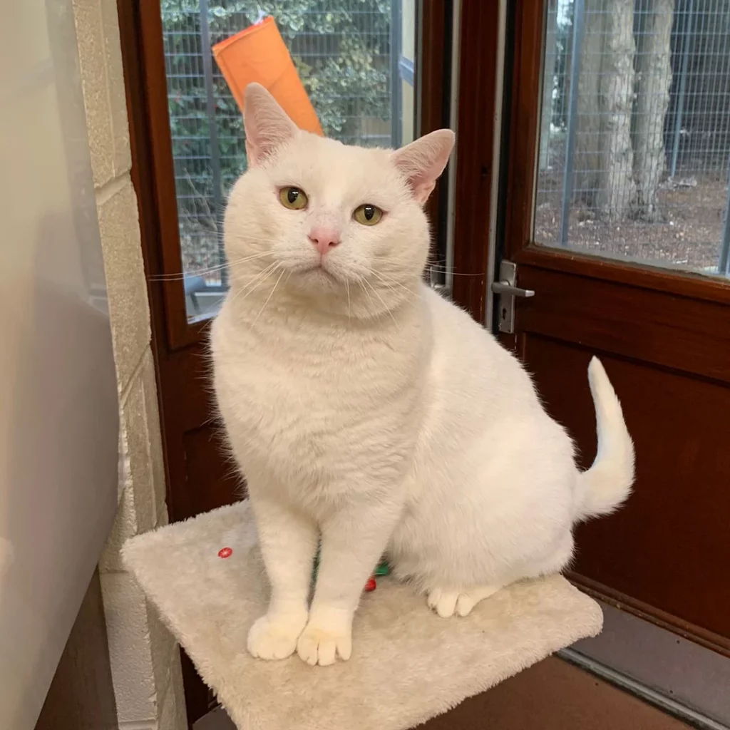 Commercial Boarders Cat Intake Form - RSPCA Solent Branch CIO - The ...