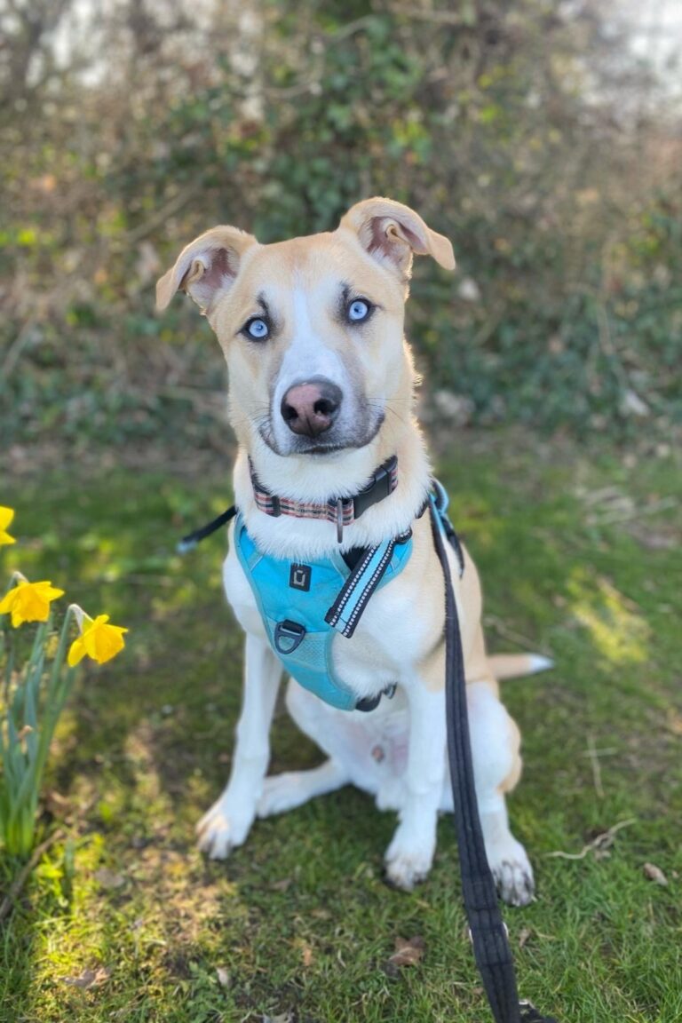 Updated Cat Application Form - RSPCA Solent Branch CIO - The ...