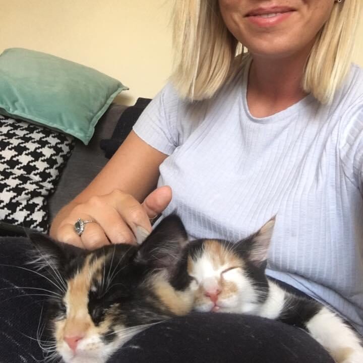 Fostering a cat - RSPCA Solent Branch CIO - The Stubbington Ark