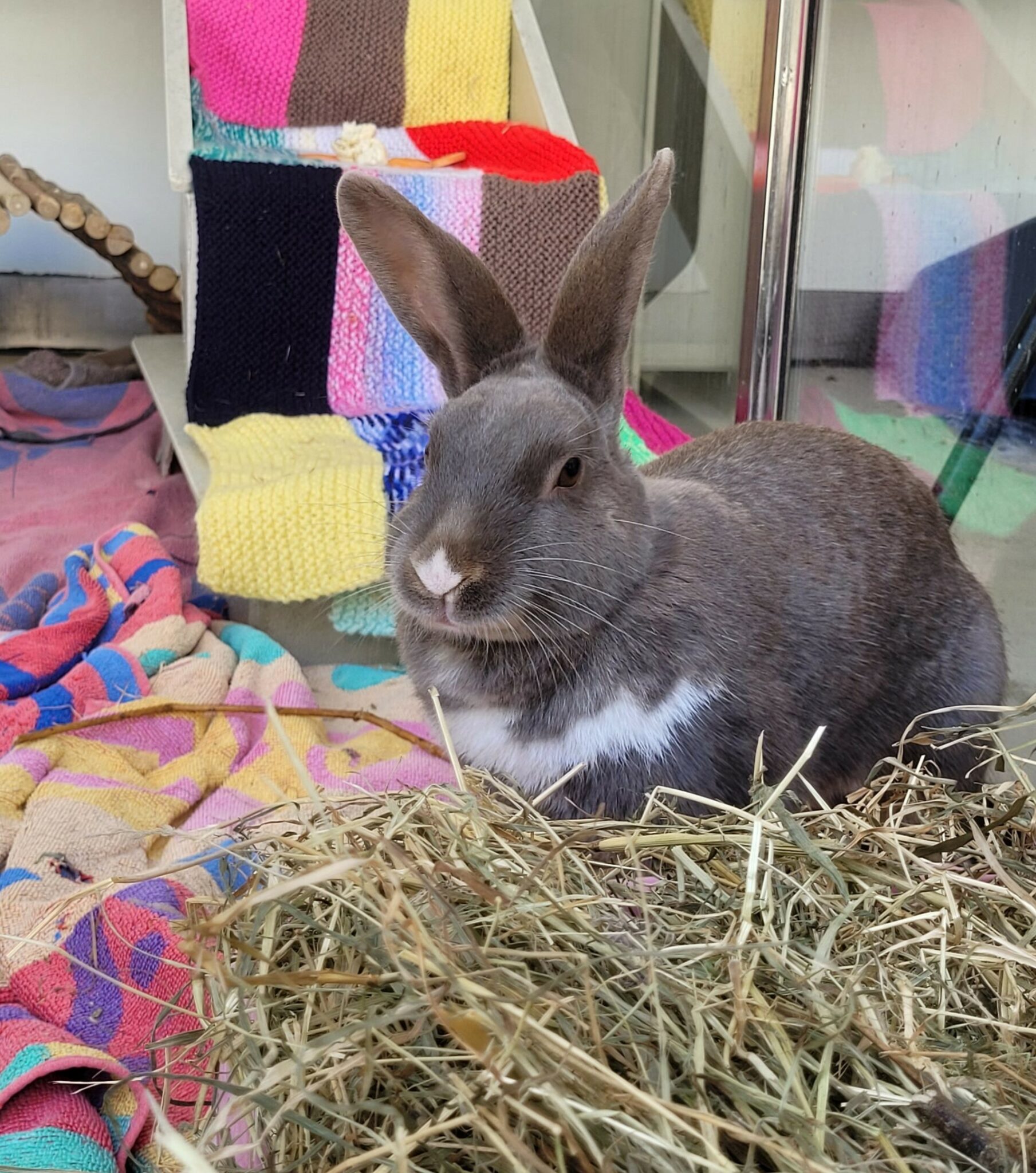 The Importance Of Rabbit Teeth - RSPCA Solent Branch CIO - The ...