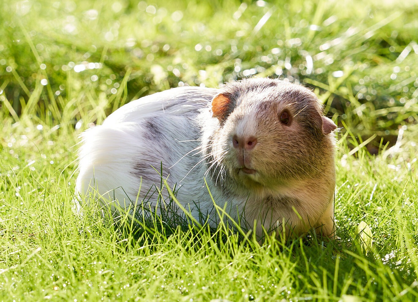 Adopting from The Ark - RSPCA Solent Branch CIO - The Stubbington Ark