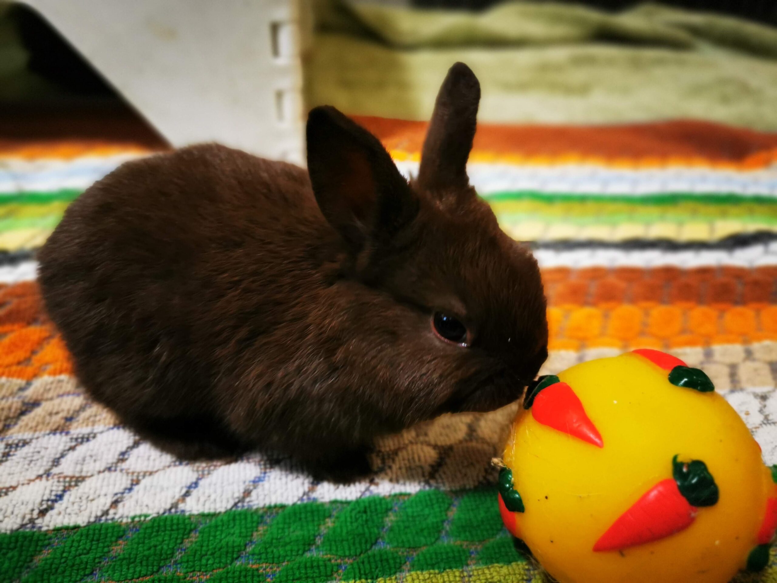 Fostering small animals - RSPCA Solent Branch CIO - The Stubbington Ark