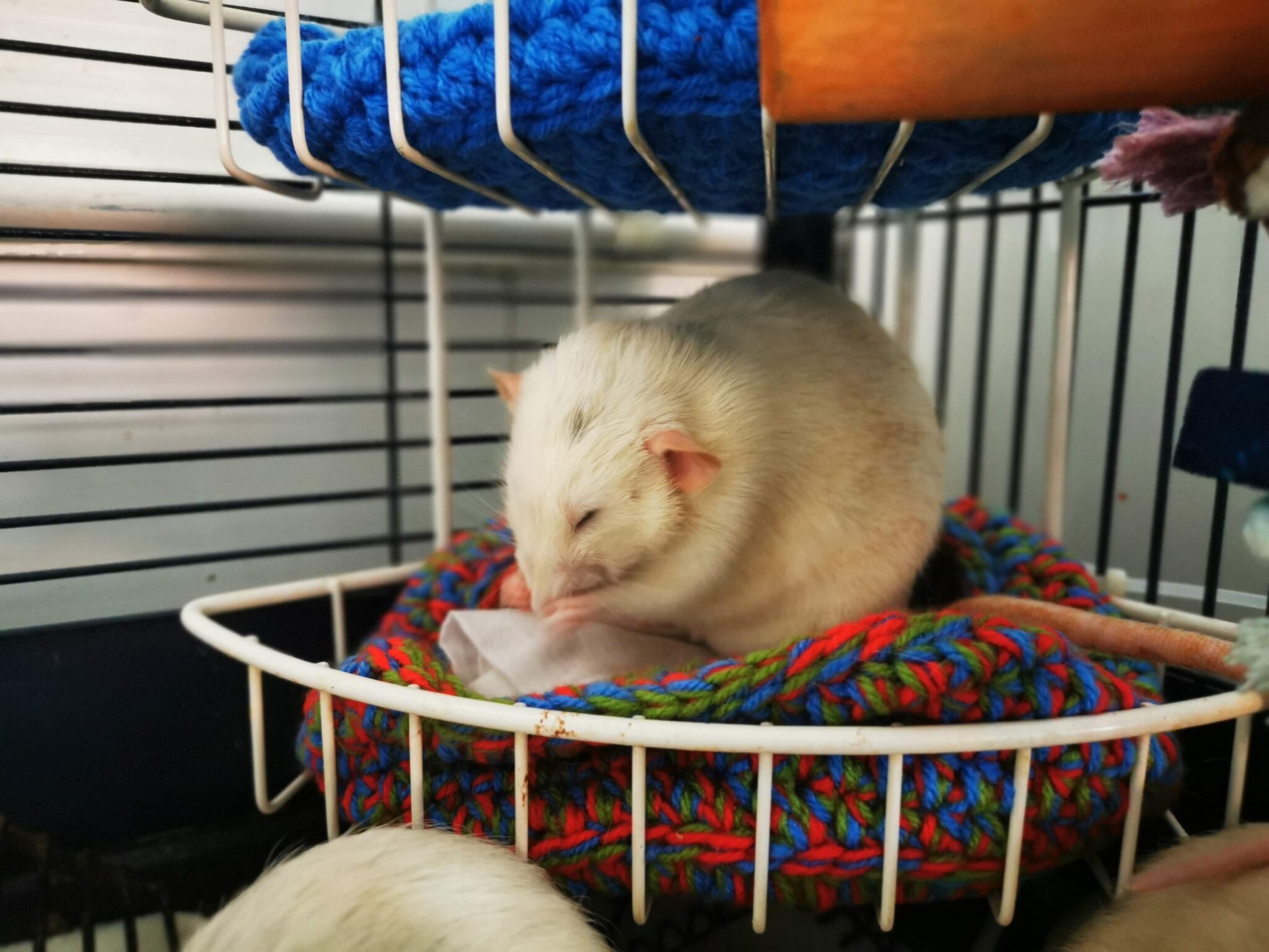 Fostering small animals - RSPCA Solent Branch - The Stubbington Ark