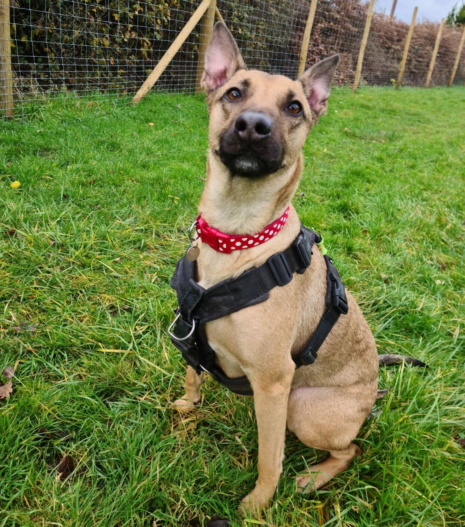 Why you should vaccinate your pets - RSPCA Solent Branch CIO - The ...