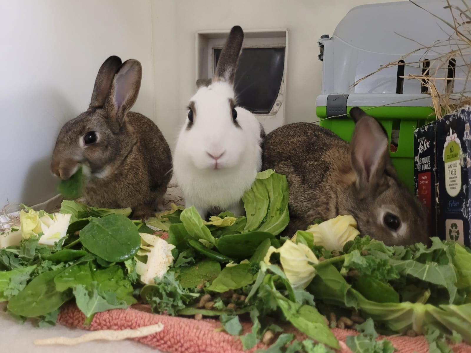 Rabbit Diet - RSPCA Solent Branch CIO - The Stubbington Ark
