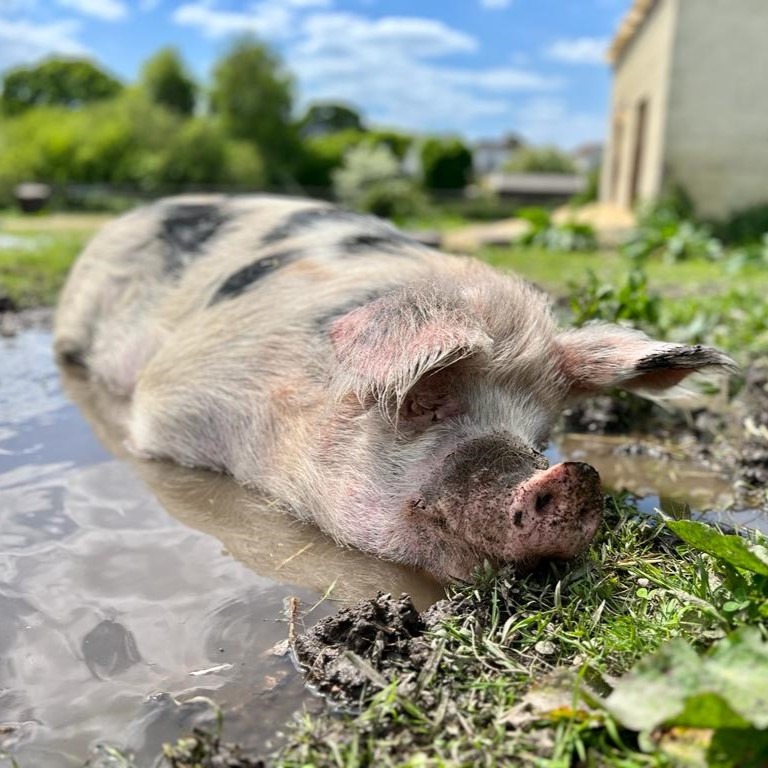 Legacies - RSPCA Solent Branch CIO - The Stubbington Ark