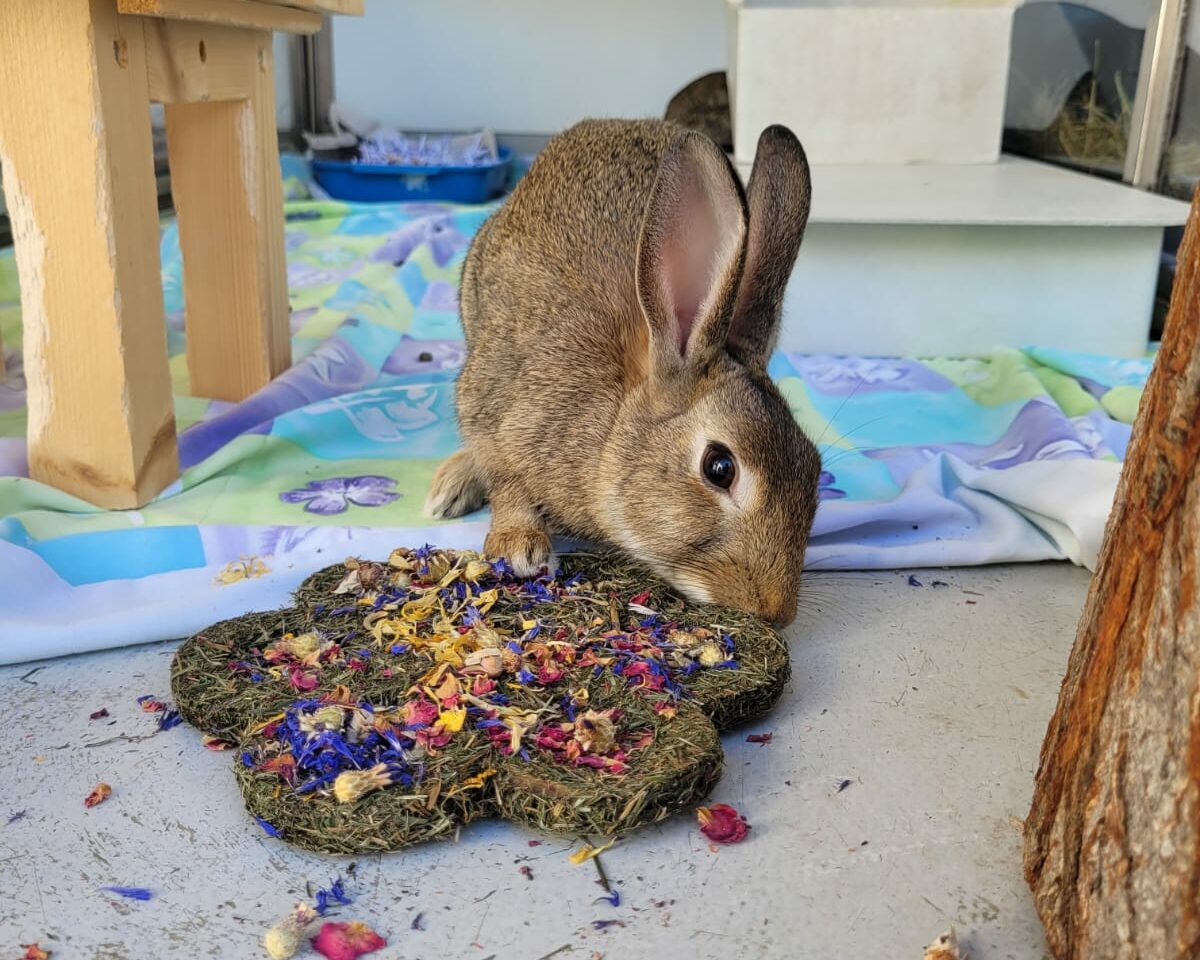 Rabbit Enrichment - RSPCA Solent Branch CIO - The Stubbington Ark