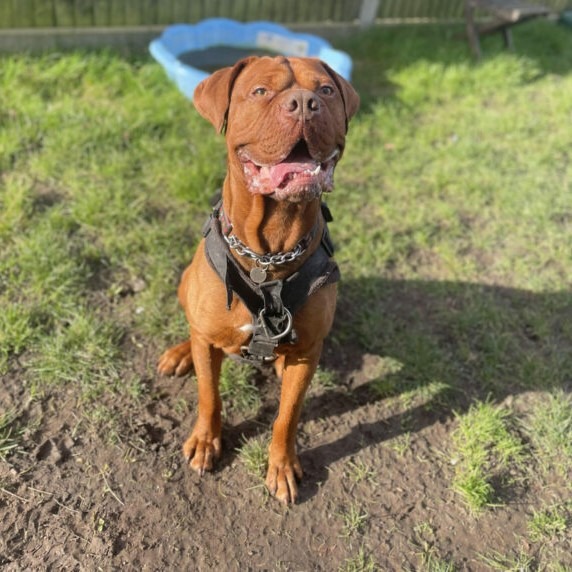 Legacies - RSPCA Solent Branch CIO - The Stubbington Ark