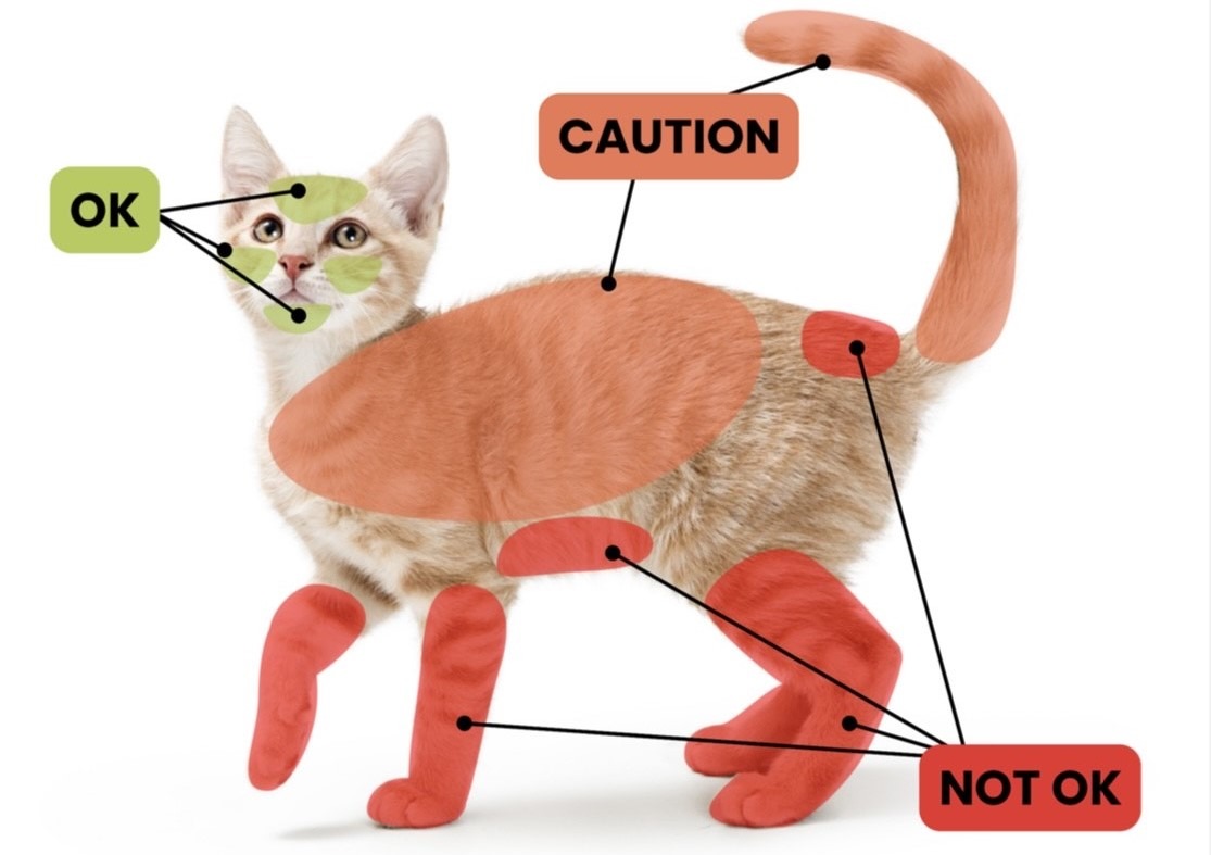 Respect your cat day - RSPCA Solent Branch CIO - The Stubbington Ark