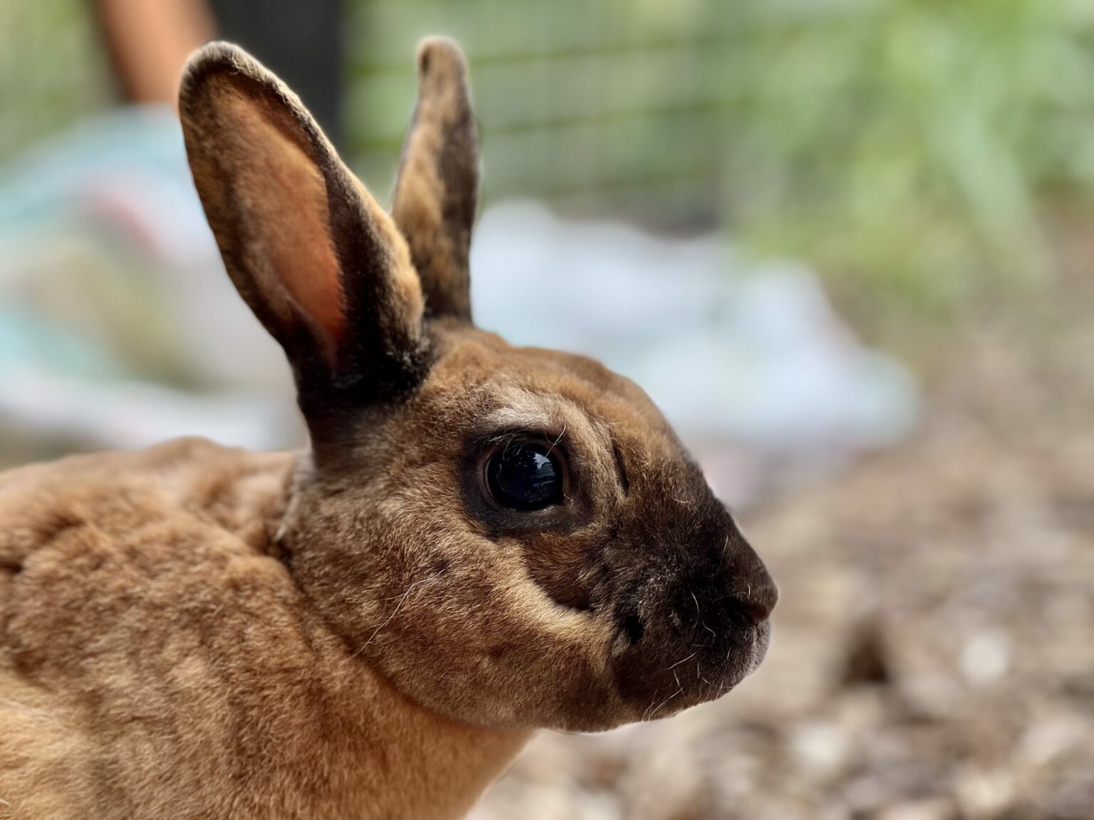 Rabbit Behaviour - RSPCA Solent Branch CIO - The Stubbington Ark