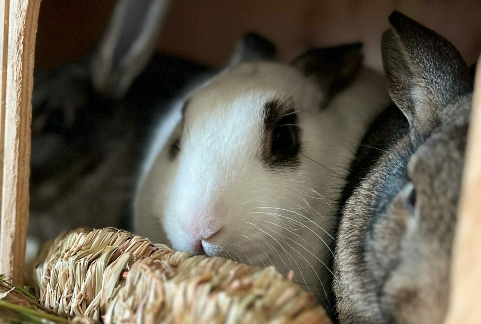 Rabbit Behaviour - RSPCA Solent Branch CIO - The Stubbington Ark