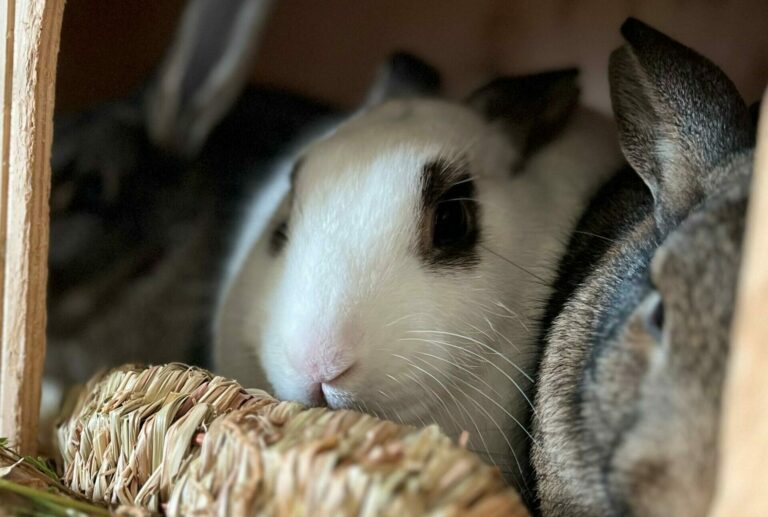 Rabbit Behaviour - RSPCA Solent Branch CIO - The Stubbington Ark