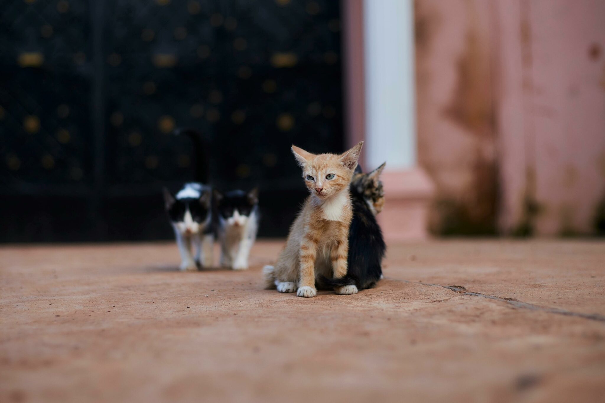 Respect your cat day - RSPCA Solent Branch CIO - The Stubbington Ark