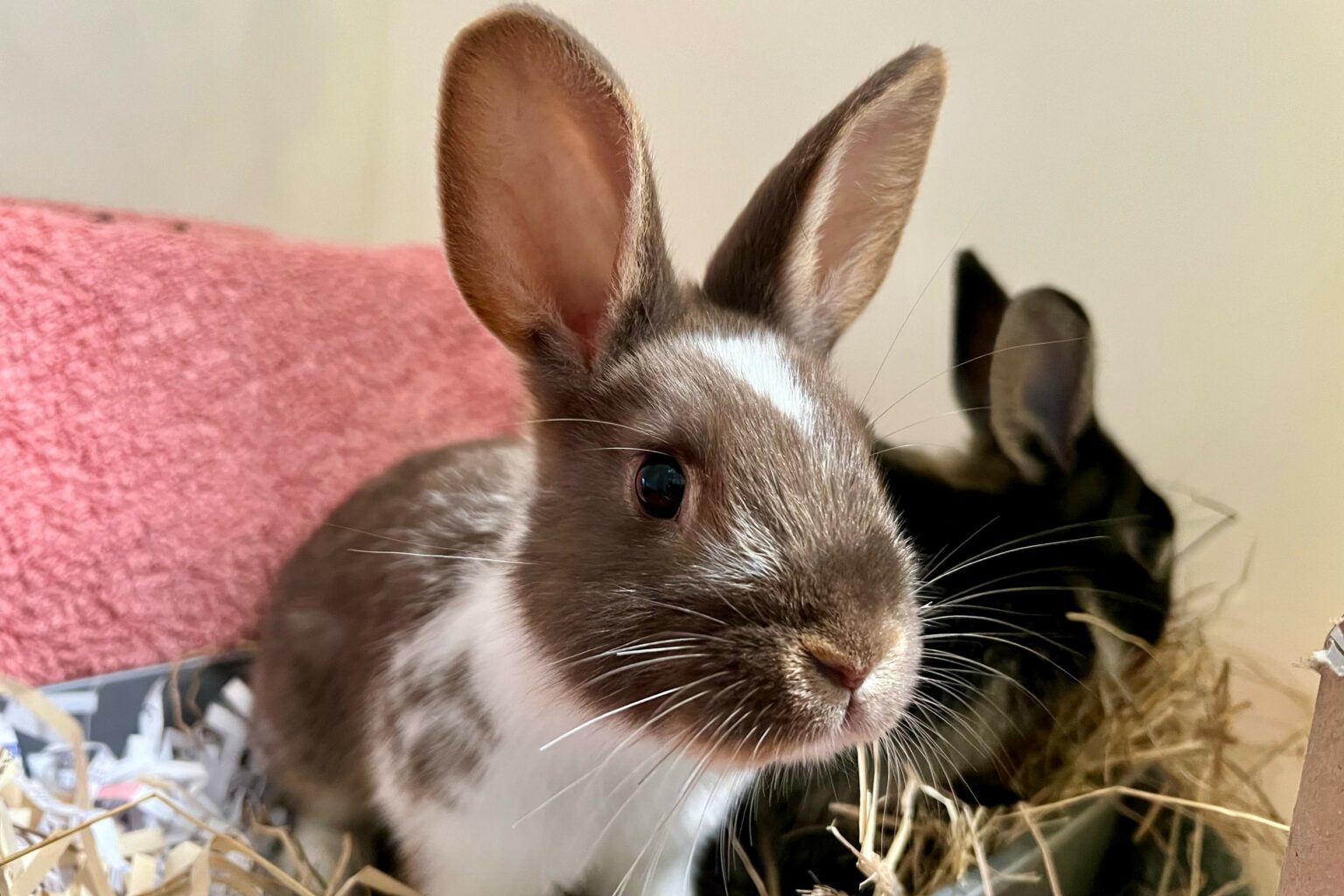 Rabbit Behaviour - RSPCA Solent Branch CIO - The Stubbington Ark