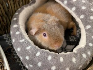 Guinea pig behaviour - RSPCA Solent Branch CIO - The Stubbington Ark