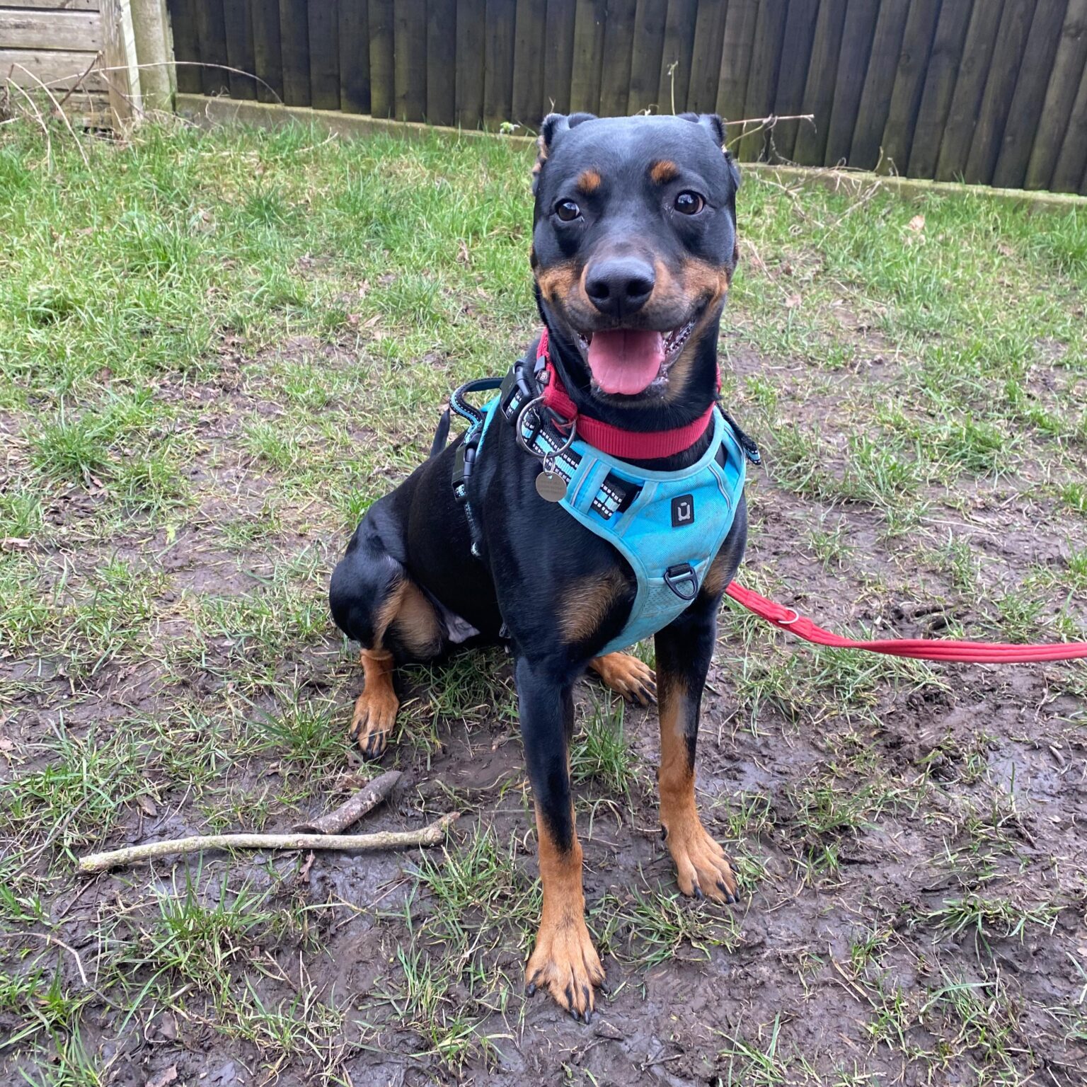 Fostering a dog - RSPCA Solent Branch CIO - The Stubbington Ark