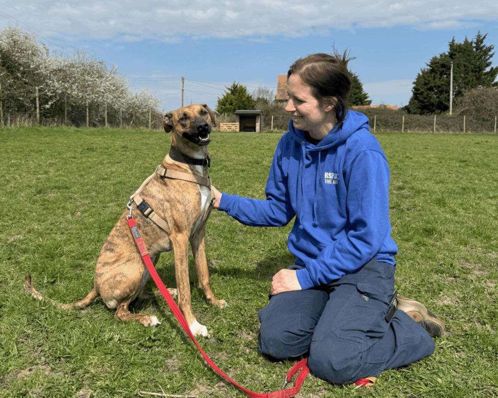 About Us - RSPCA Solent Branch CIO - The Stubbington Ark
