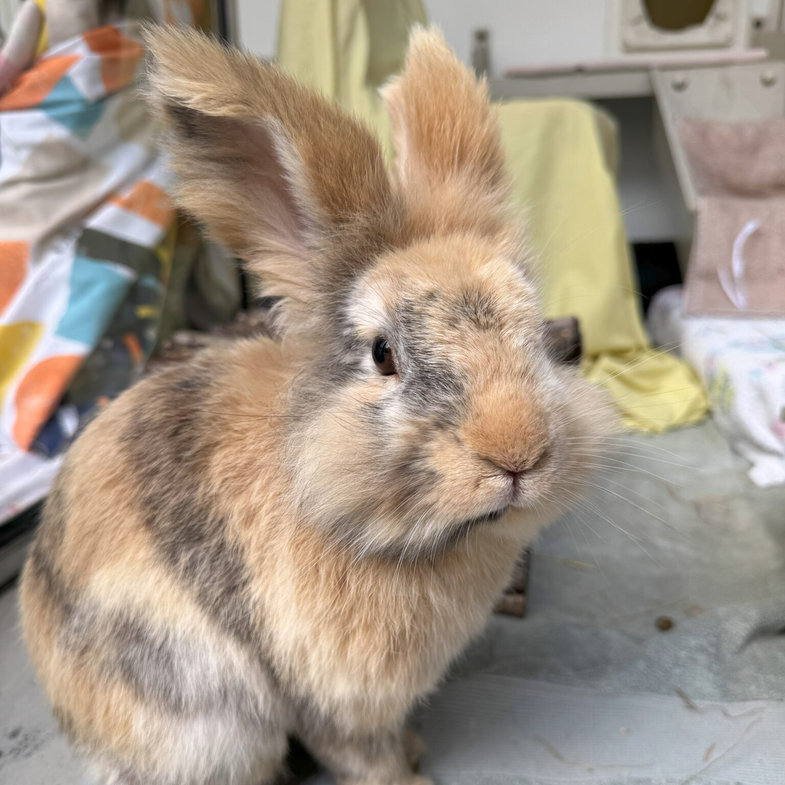 About Us - RSPCA Solent Branch CIO - The Stubbington Ark