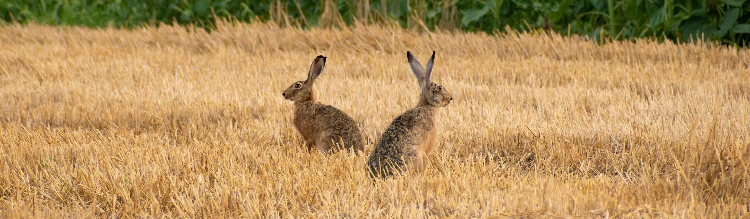 The Importance Of Rabbit Teeth - RSPCA Solent Branch CIO - The ...